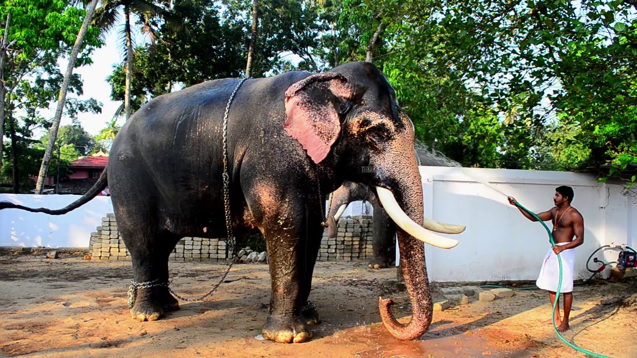 GIANT ELEPHANT BATHING AT TEMPLE - KUNNATHUR RAMU - YouTube