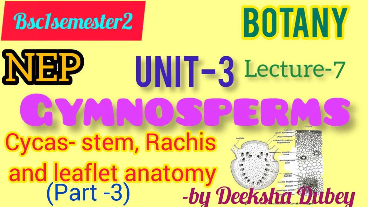 cycas-stem, Rachis and leaflet anatomy Bsc1semester2 Unit-3 Gymnosperms ...