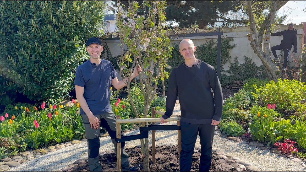 Planting our Cherry Tree + Bare Root Perennials & Seedlings I Perennial ...