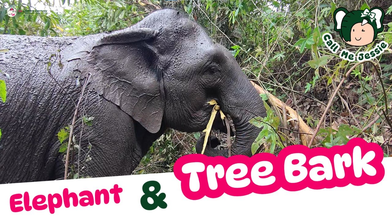 Ep.4 Elephant & Tree Bark | Joy Elephant Sanctuary, Chiang Mai ...