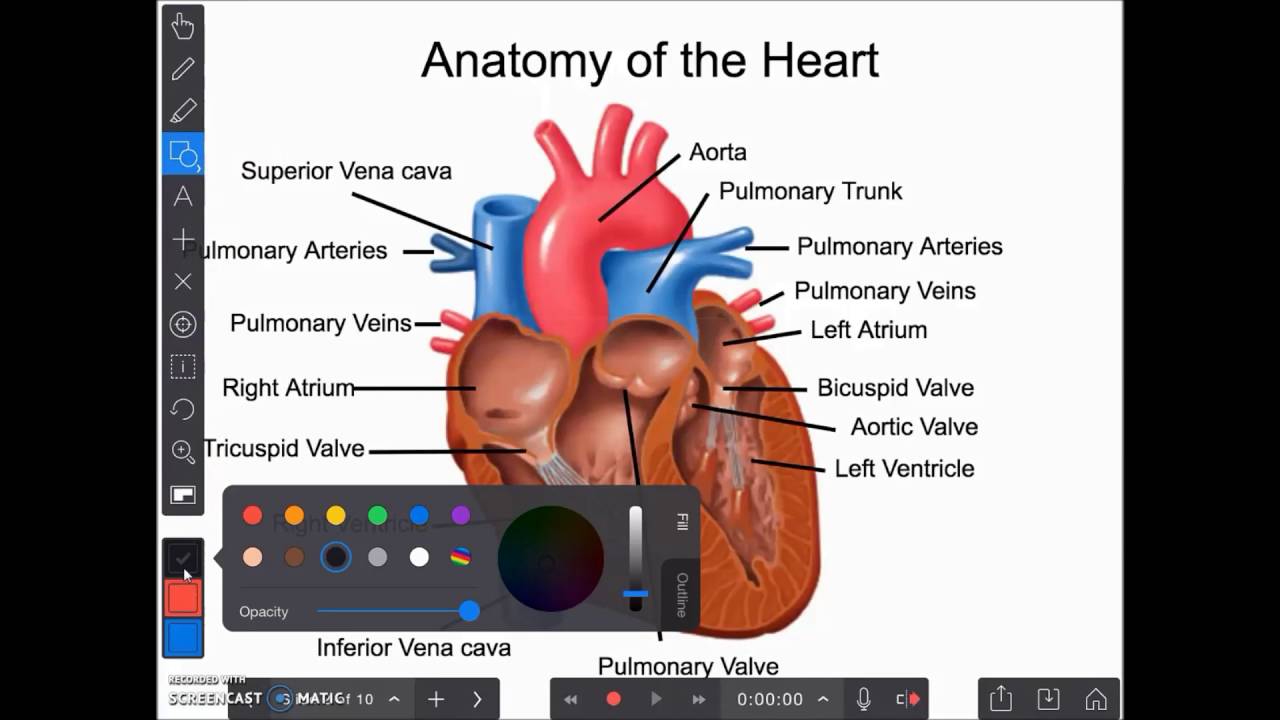 How to Use Explain Everything Basic Final - YouTube