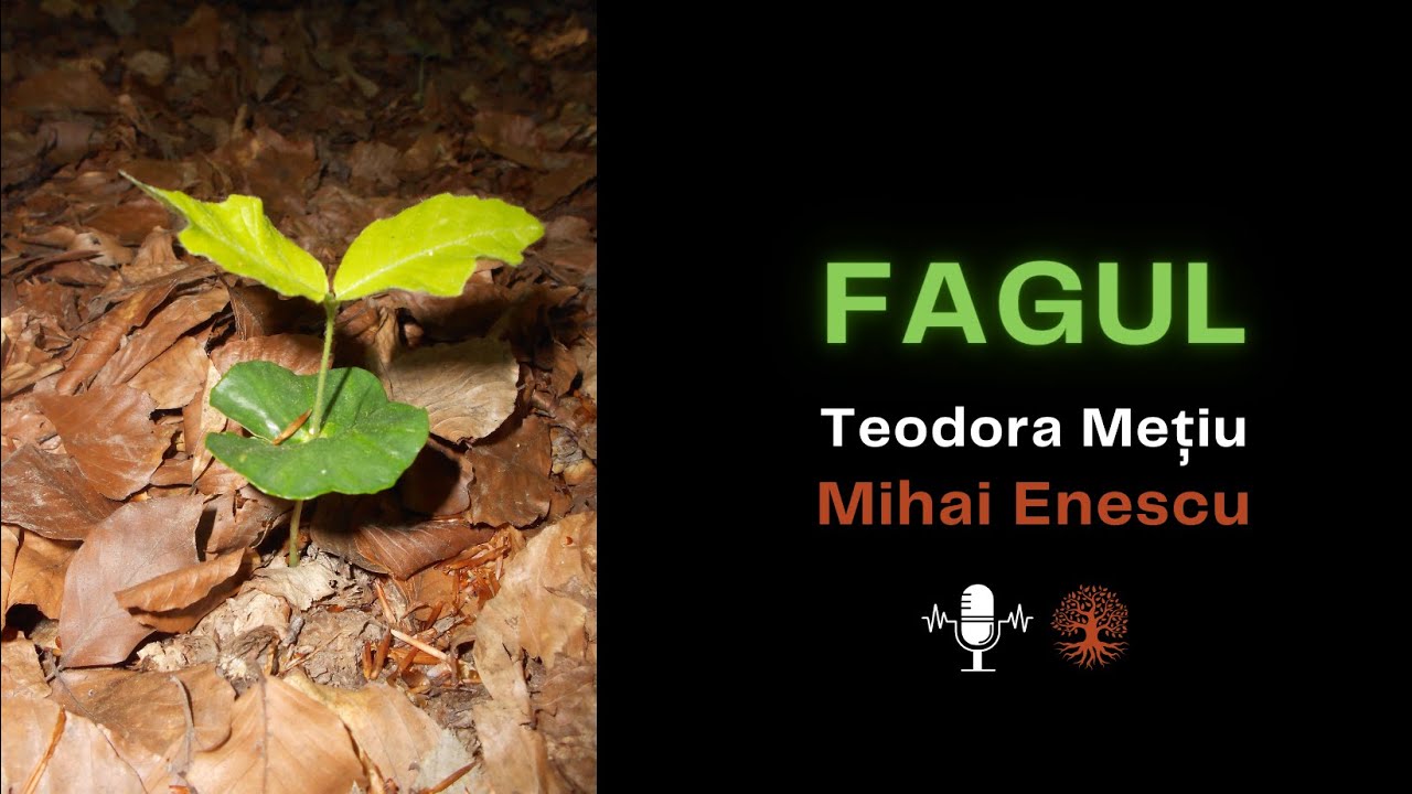 Fagul (Fagus sylvatica) - Mihai Enescu & Teodora Mețiu - YouTube