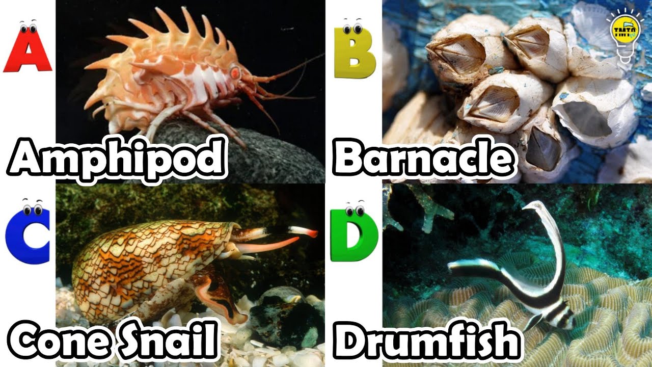 Amazing sea animals | ABC Sea Animals song | English and Animals for ...