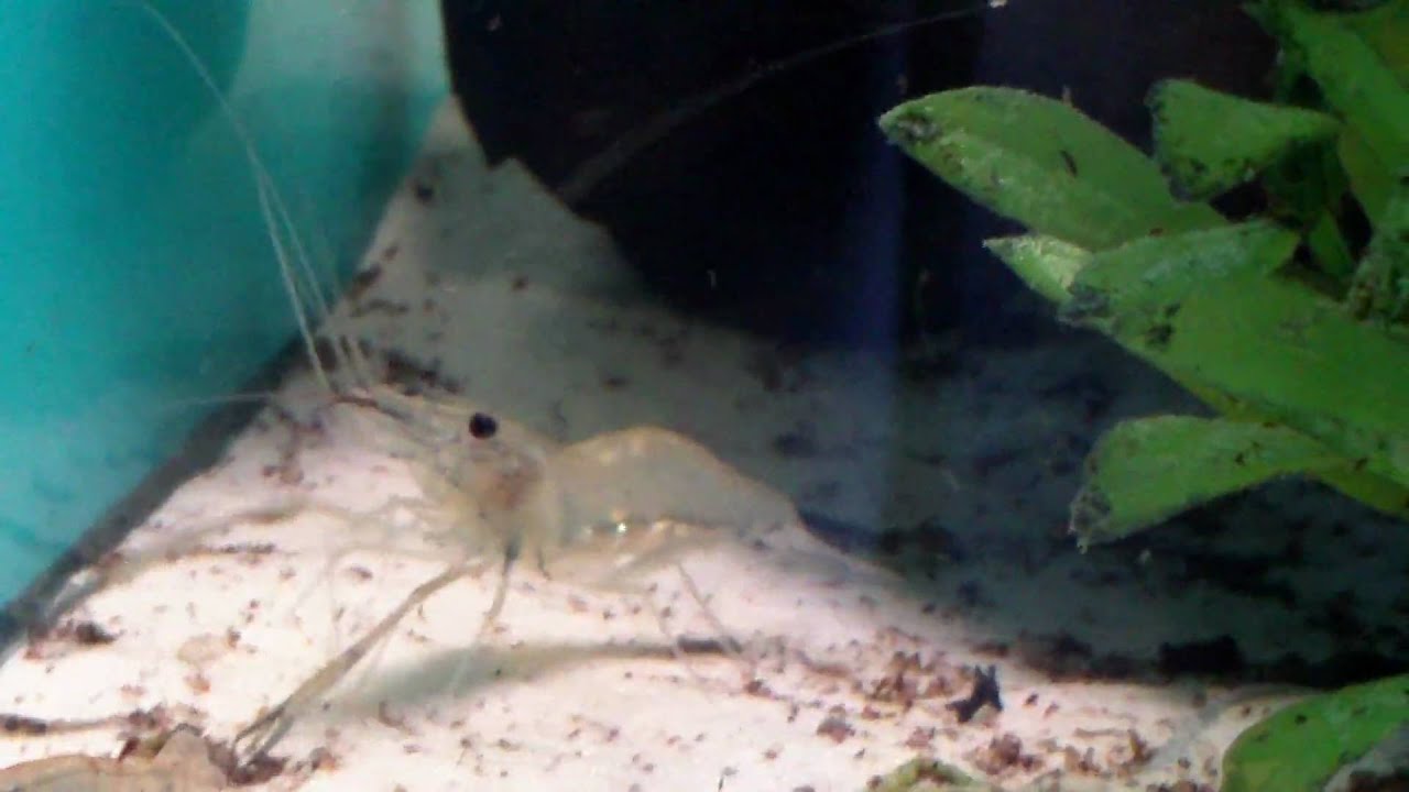 Male and female ghost shrimp - YouTube