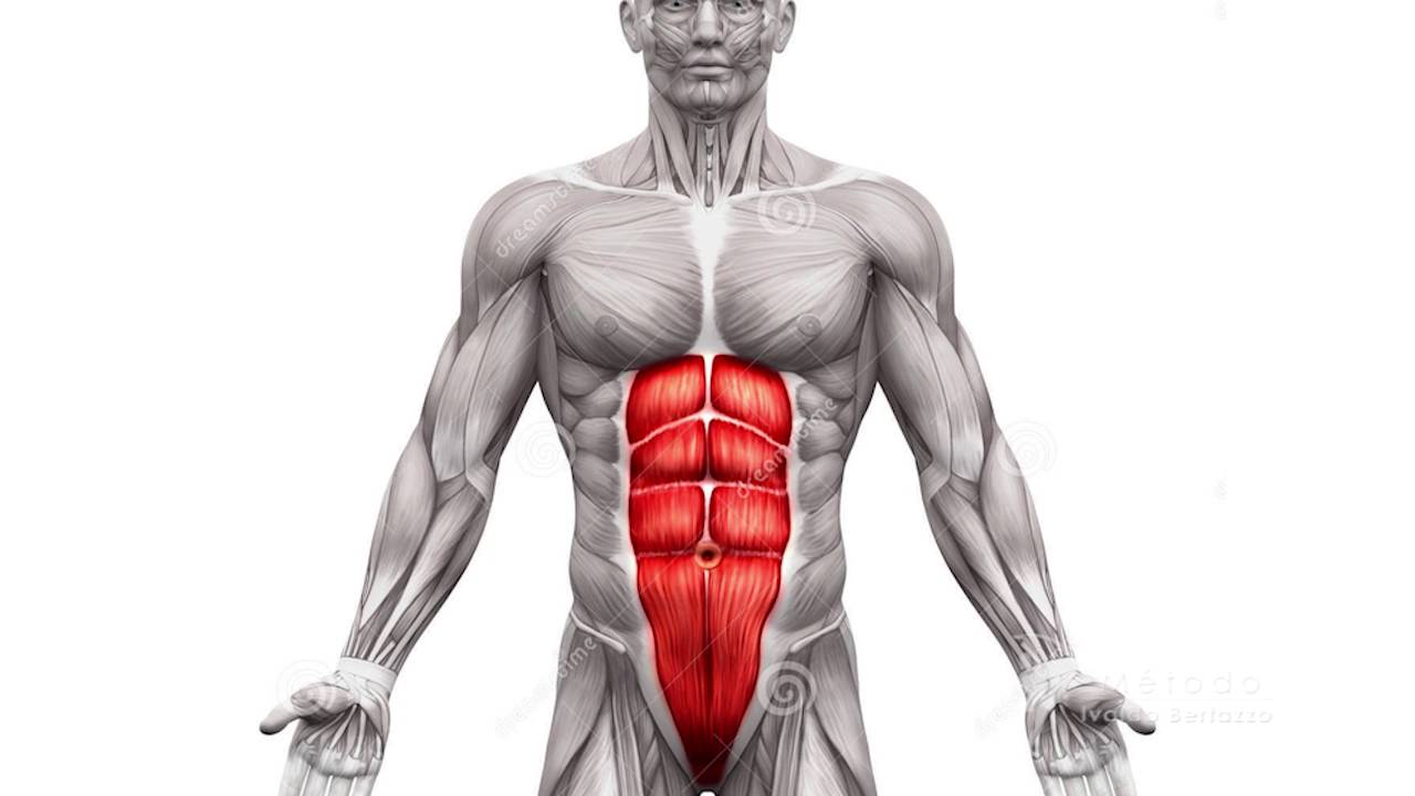 Musculo Reto Do Abdome - NAZAEDU