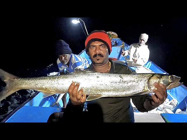 World Record Ladyfish