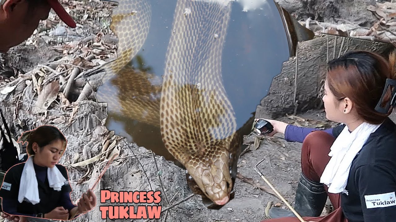 COBRA NASA ILALIM NG PUNO NG MANGGA NACHEMPUHAN NI KUYA PINAHULI KAY ...