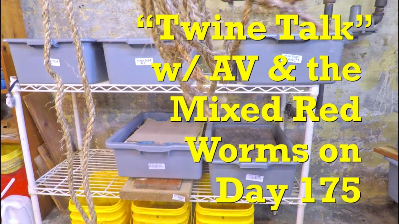 Twine bedding bin w mixed red worms is getting heavy at 175-days (25 ...