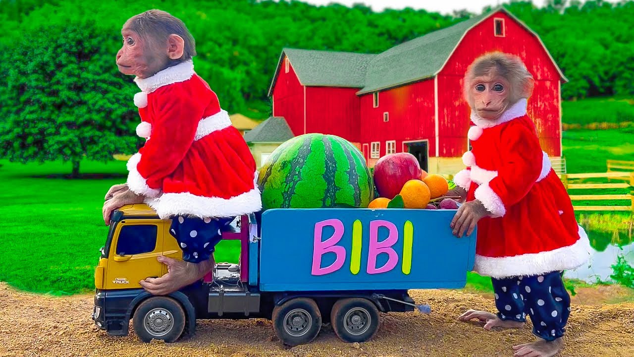 Monkey BiBi harvests fruits to make Christmas gifts for friends - YouTube