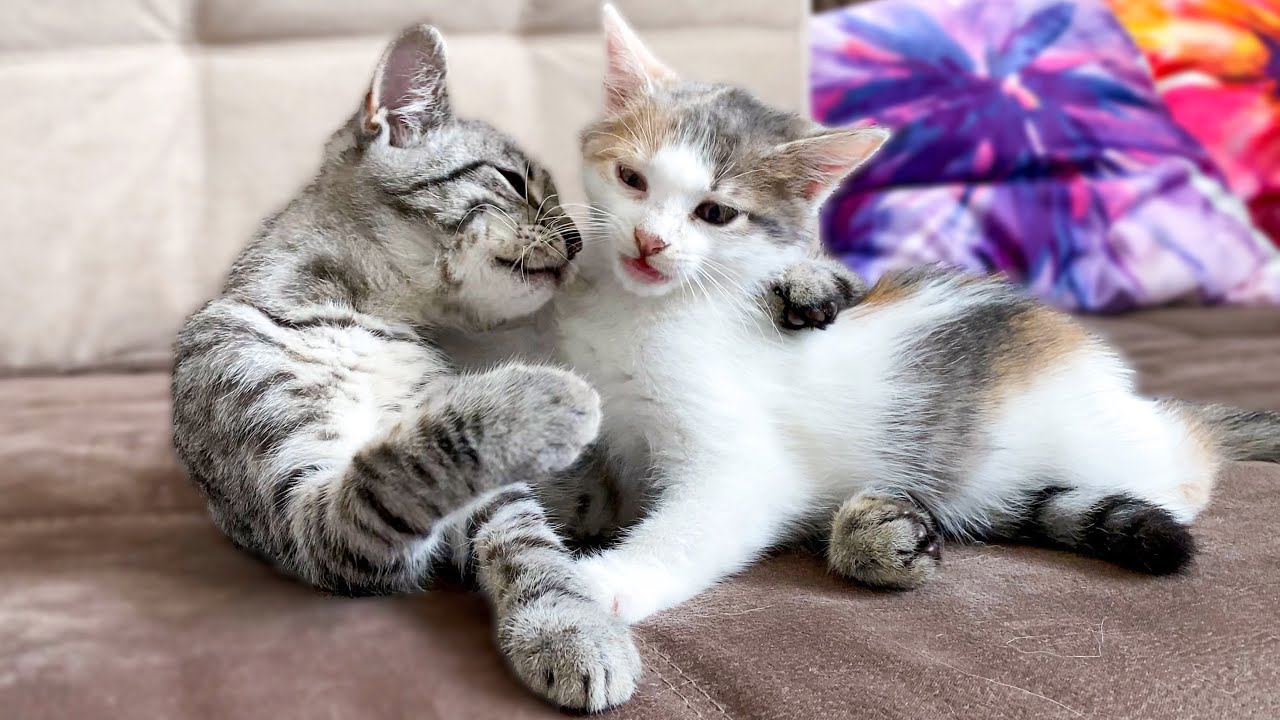 Cute Baby Kittens are Playing for the First Time! - YouTube