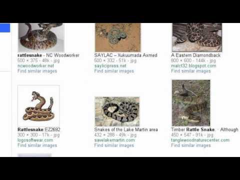 Snake vs Aligator - YouTube