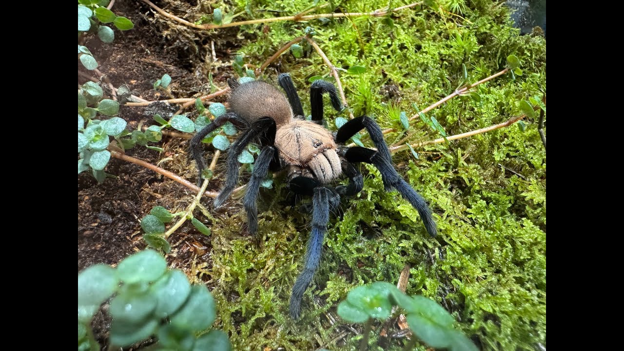 Birupes simoroxigorum, Neon Blue Leg rehouse and care - YouTube