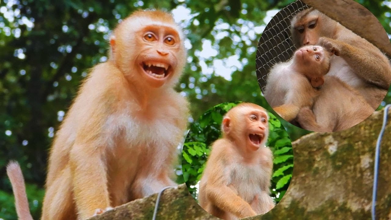 O.M.G Lucie...!!! Pity Monkey Lucie C-rying to call Mom Luna Helps HER Cuz SHE'S so s-car-ed ...