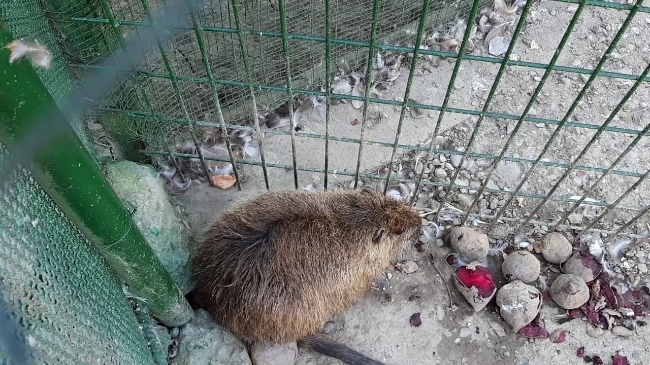 #56 ZOO ROMANIA 2019 - NUTRIE - YouTube
