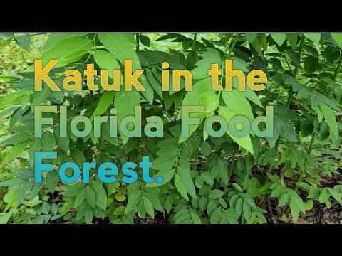 Katuk in the Florida Food Forest - YouTube