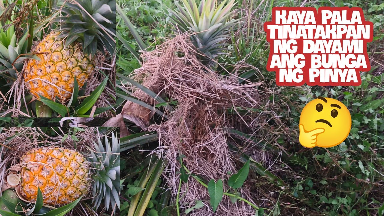 BAKIT TINATABUNAN NG DAYAMI ANG BUNGA NG PINYA? - YouTube