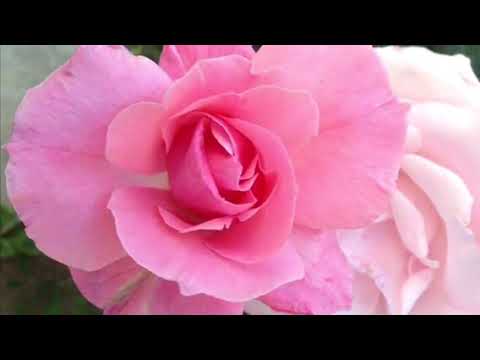 CENNET BAHÇESİ - RESUL TAŞÇIKARA