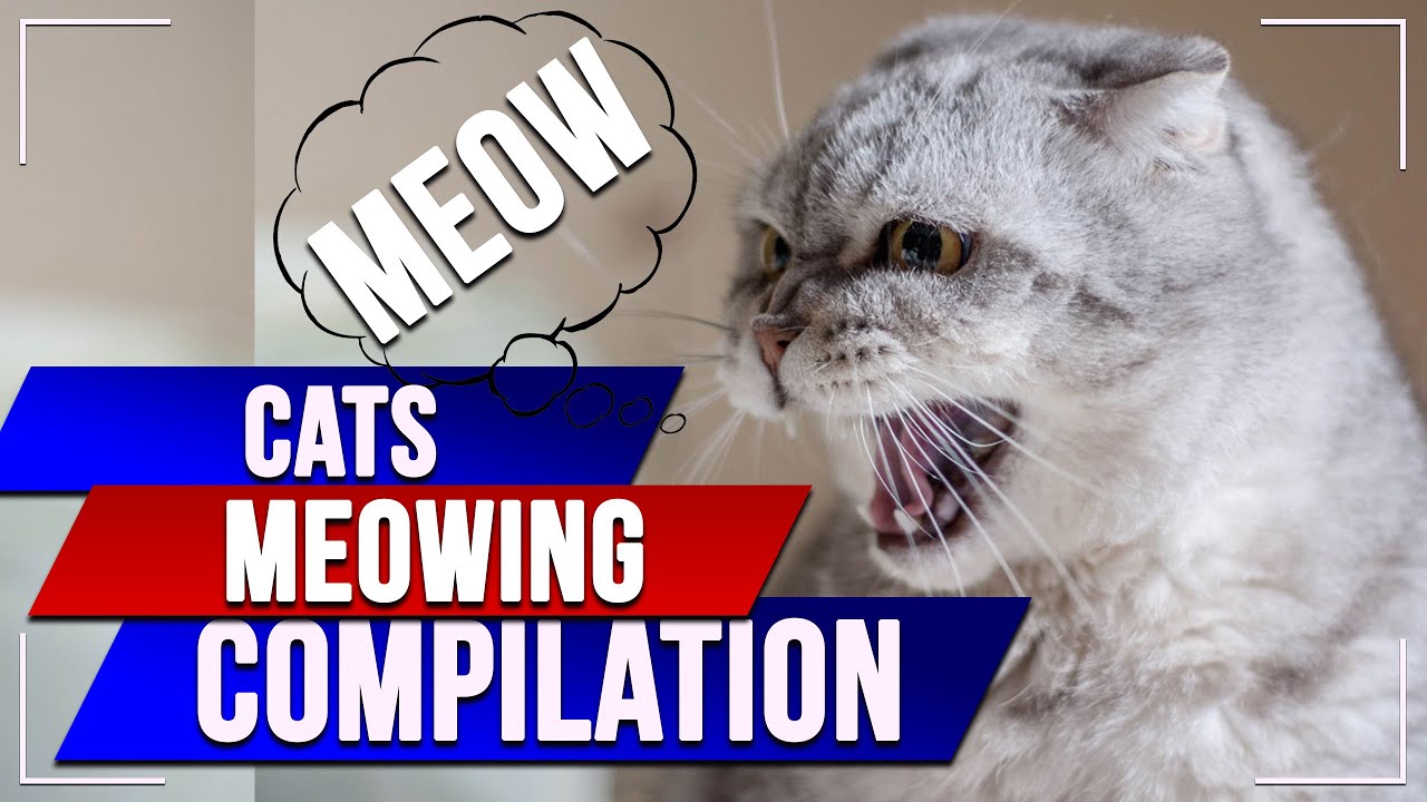 2020 Funny Cats and Kittens Meowing Compilation - YouTube