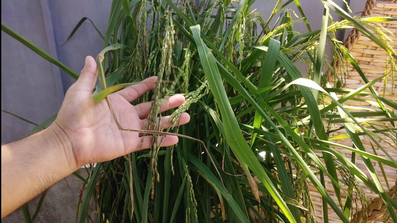 This is how i germinate rice seed from grocery rice/ store bought black ...