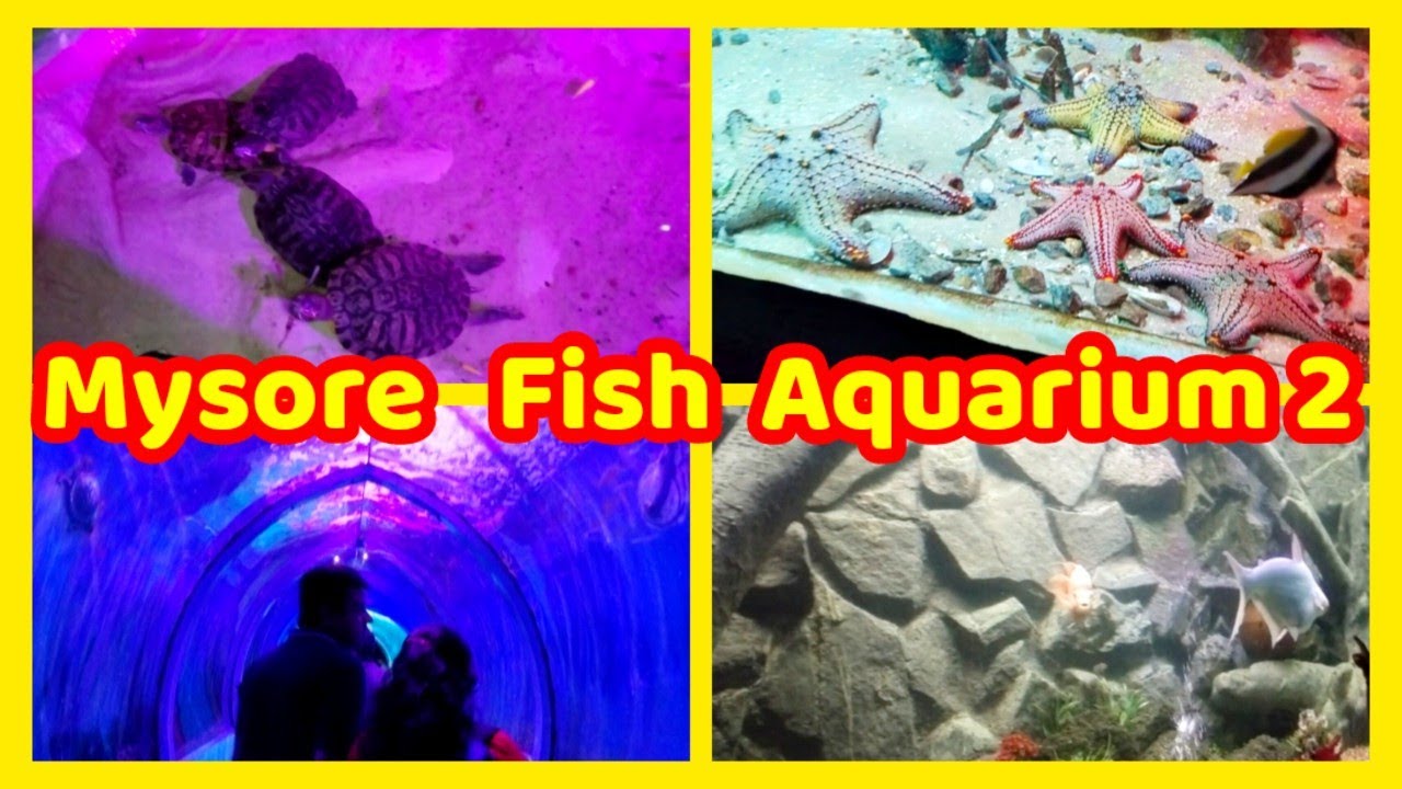 Mysore Fish Museum|Mysore Fish Aquarium|lokaranjan aqua world ...