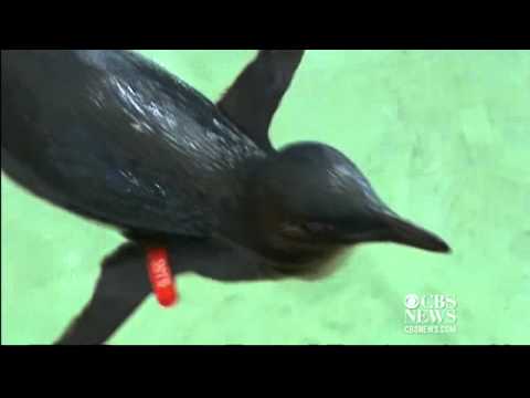 Alleged stolen penguin returned safely to Sea World