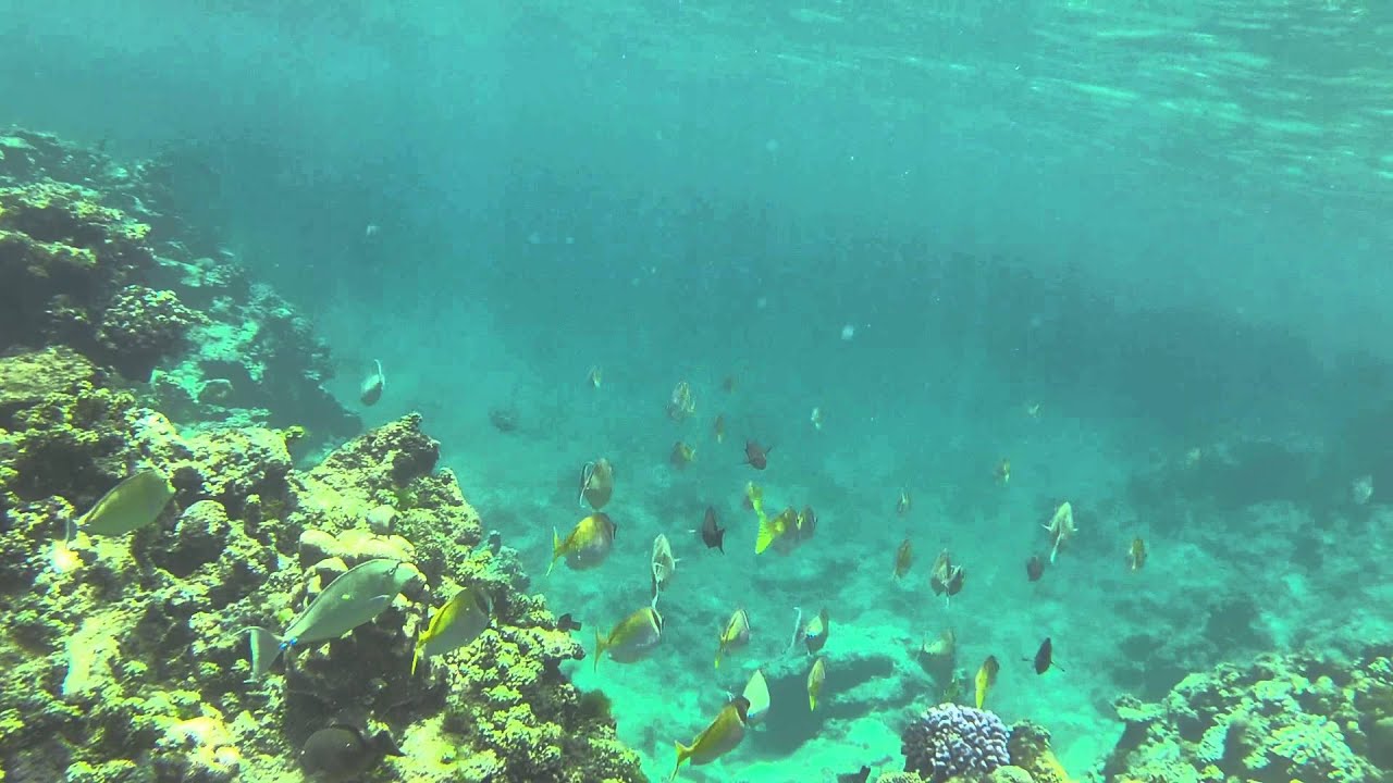 Snorkeling 3 at Sunabe Seawall, Okinawa, Japan. - YouTube