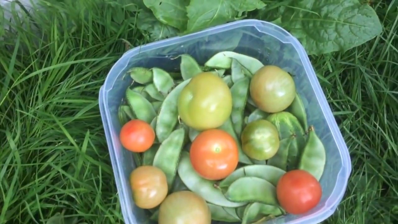 Shoker Bagan | Uri Beans and Tomatoes | ORGANIC - YouTube