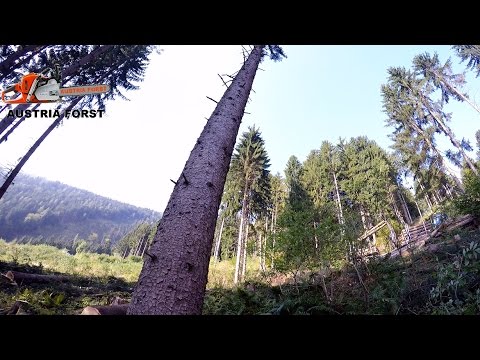 felling and limbing of a tree - YouTube