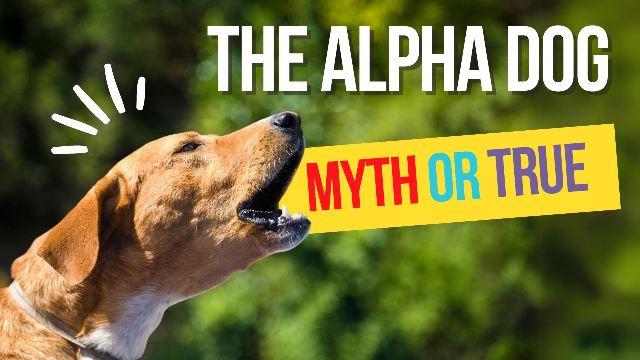 The Alpha Dog: Myth od True? - YouTube