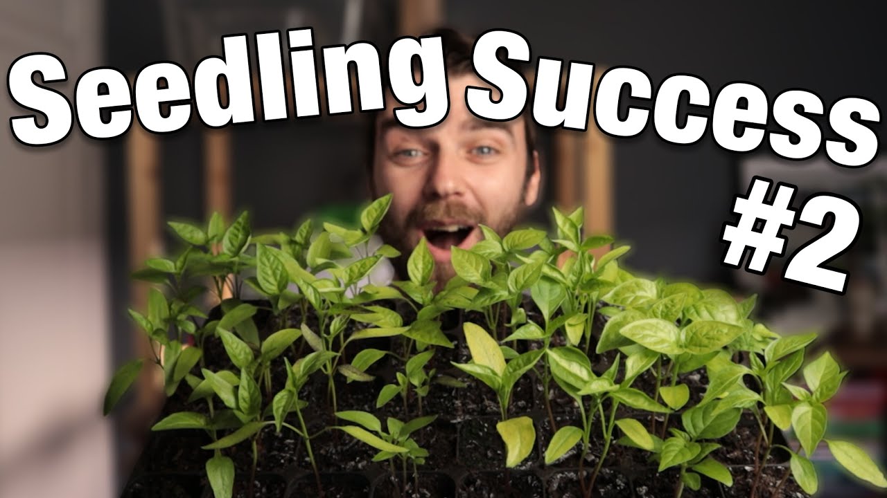 Guide for Perfect Chilli Pepper Seedlings | JBs Chilli Growing Guide ...