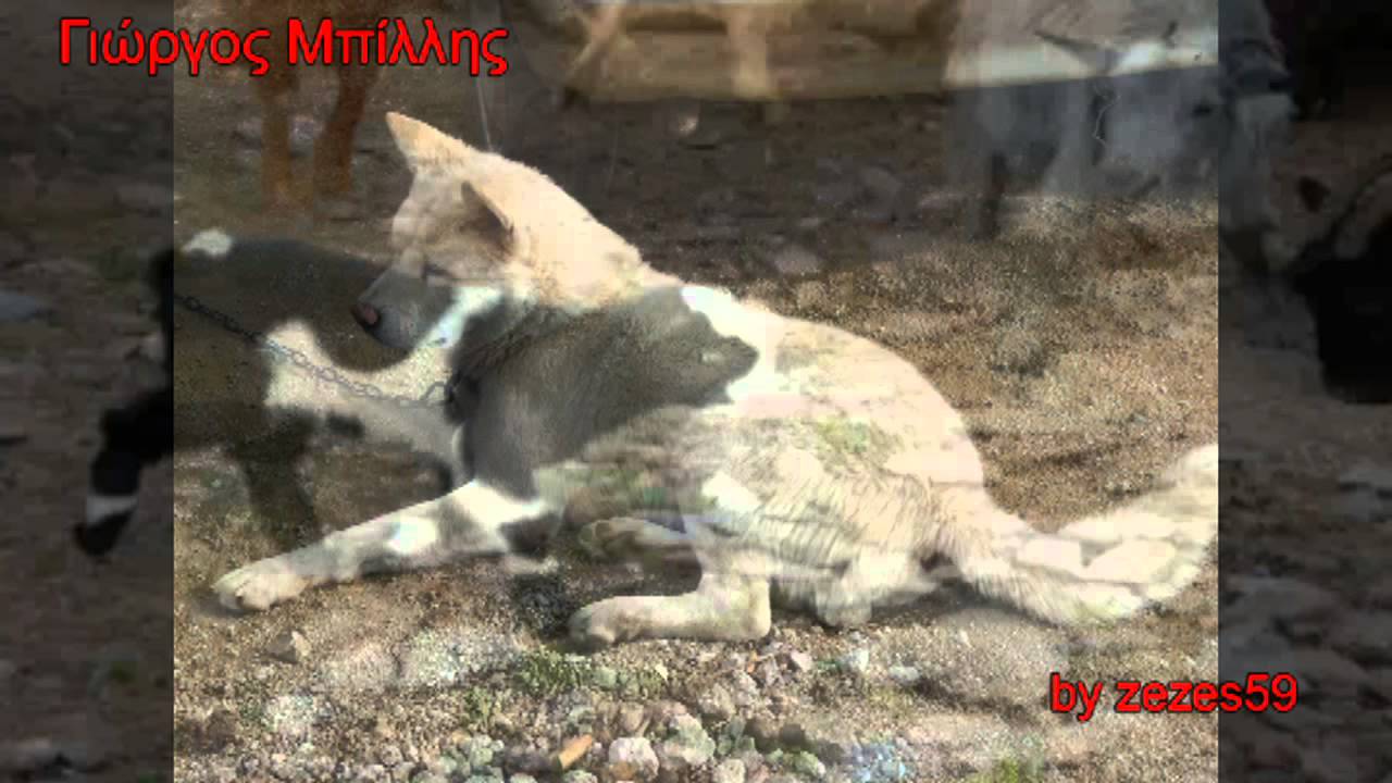 Γιώργος Mπίλης - Του σκύλου το παράπονο - YouTube