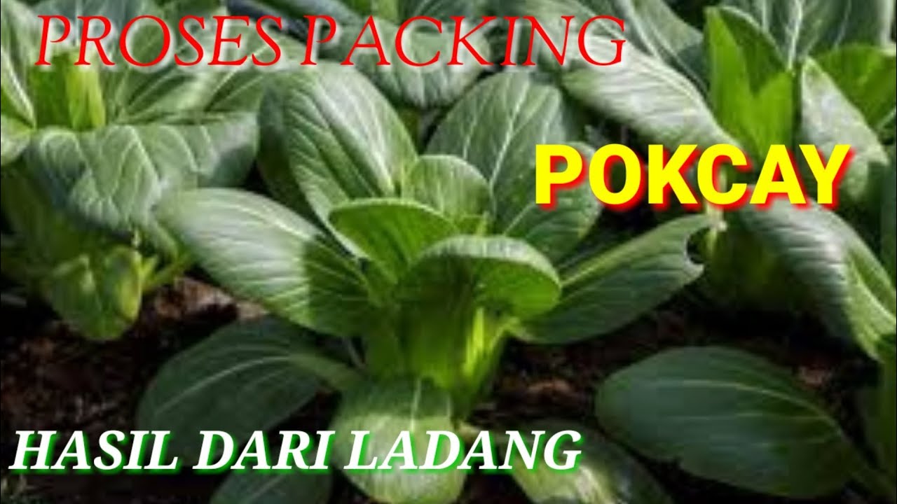 PROSES PACKING POKCAY - YouTube