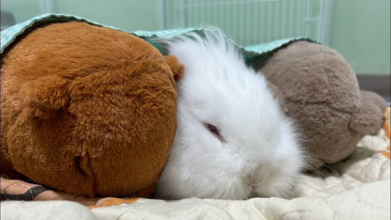 Bunny purring loudly! - YouTube