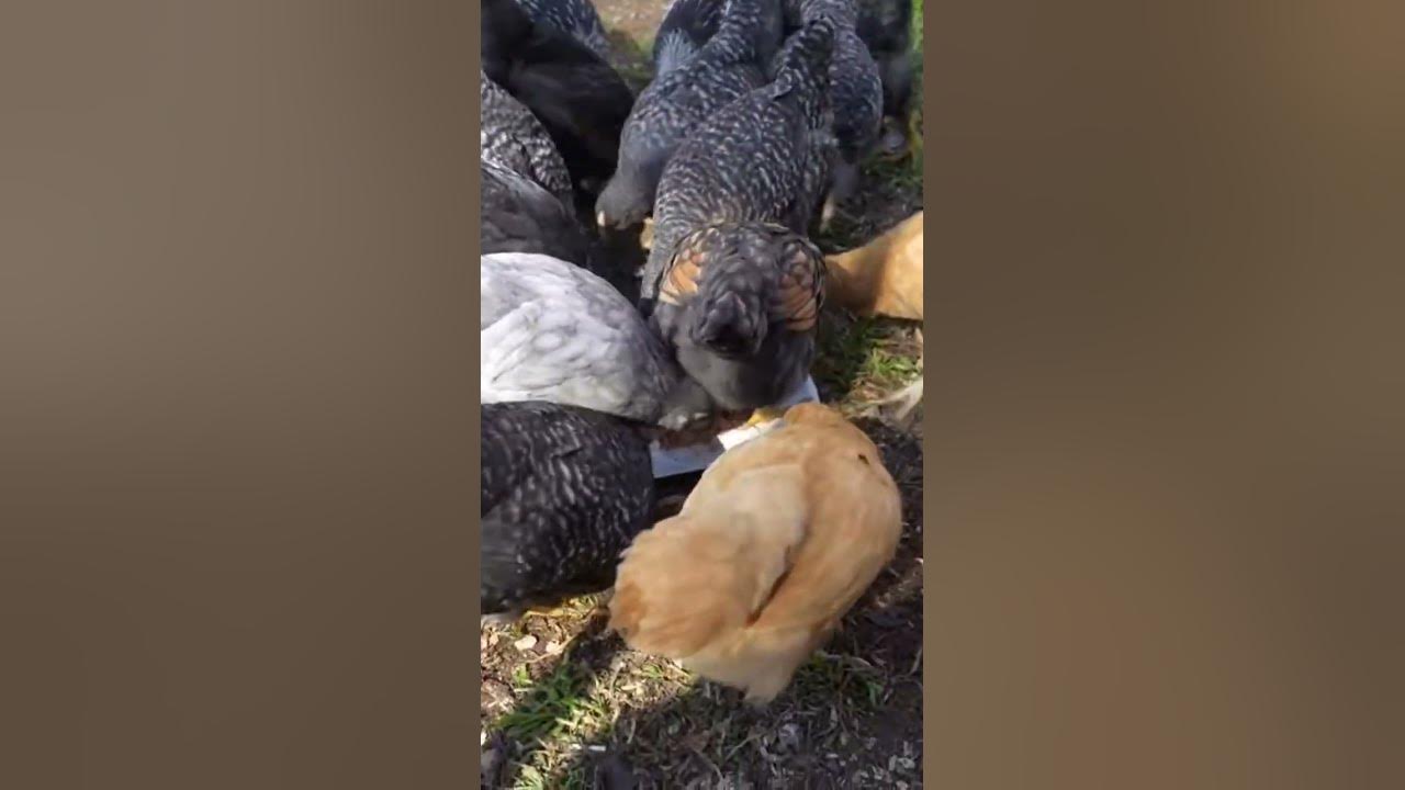 Chicks like the treat but peck, not gobble like older hens. - YouTube