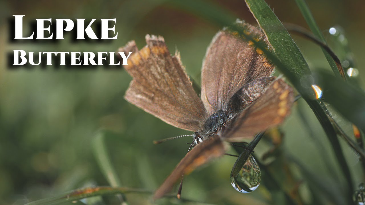 Lepke - Butterfly - Panasonic 30mm F2.8 macro - YouTube