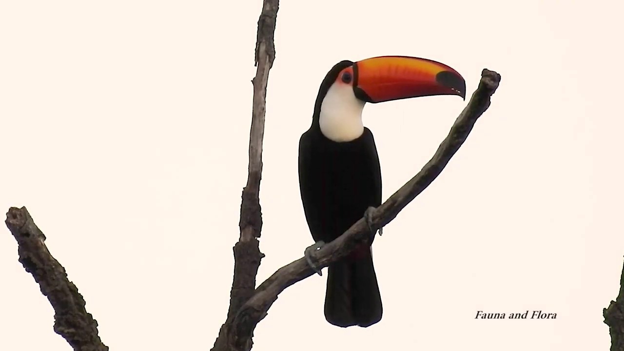 Toco Toucan Sounds: The Size and Color of Its Beak Make It Stand Out ...
