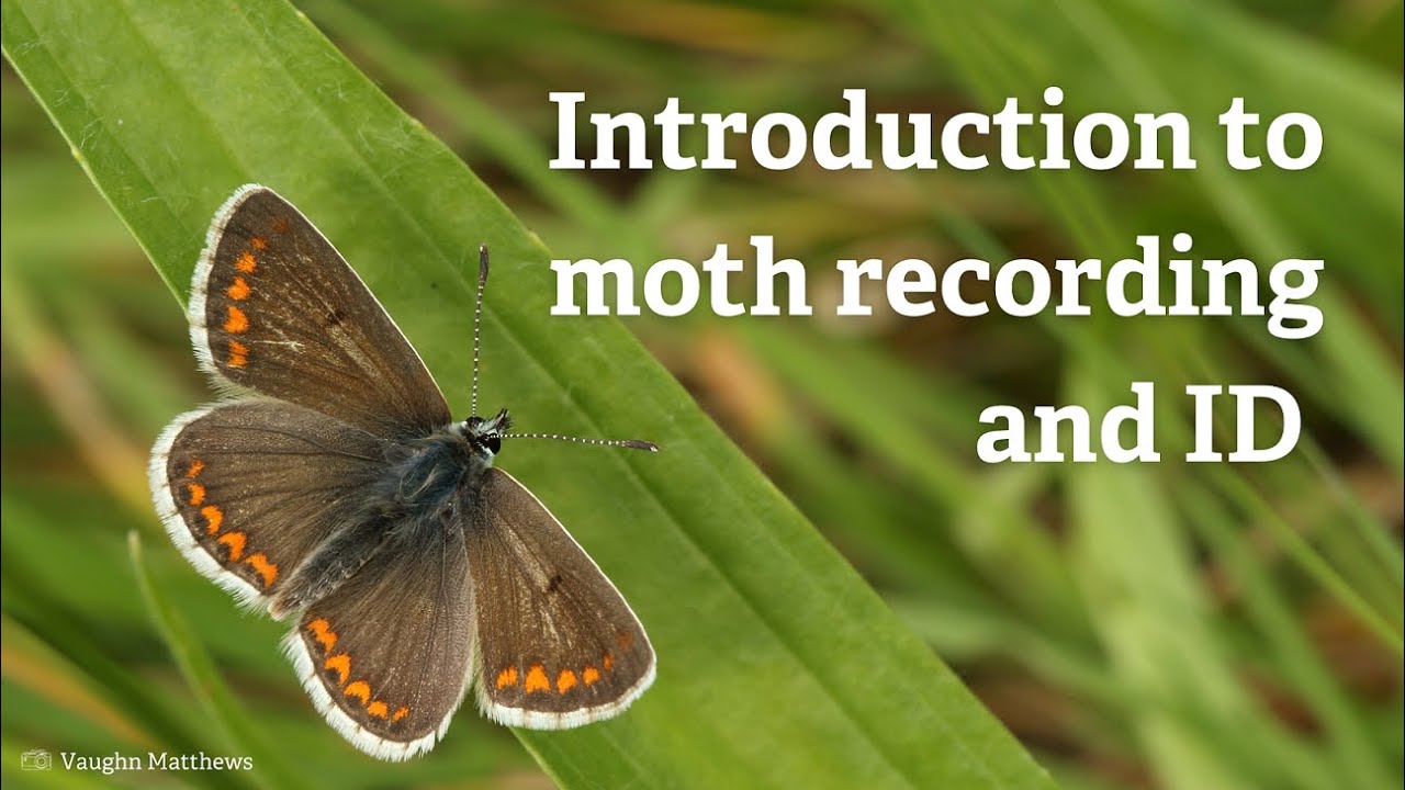 Moth identification and recording - YouTube