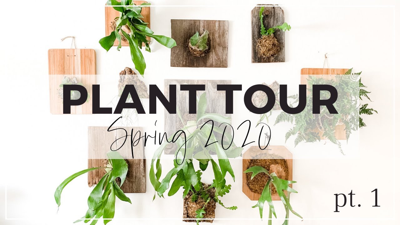 🌿 PLANT TOUR 🌿 Spring 2020 pt. 1 (100+ PLANTS! 😱) - YouTube