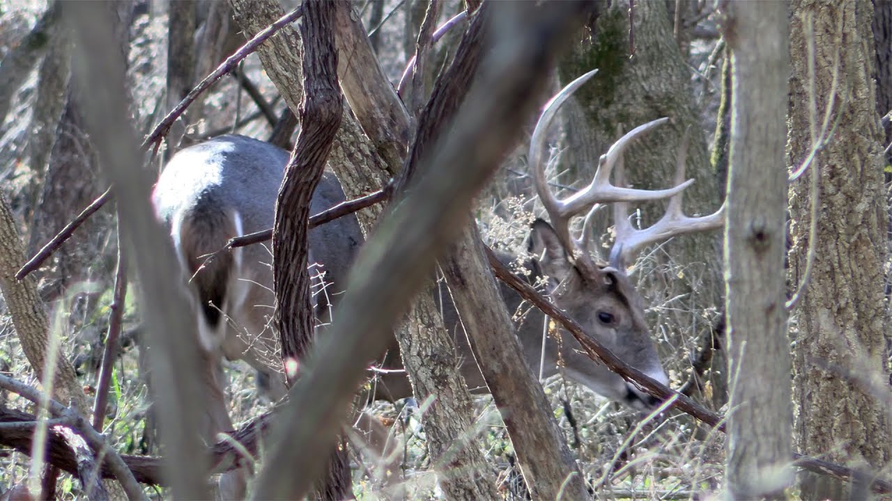 Hole in the Horn Swamp buck chasing Does - YouTube