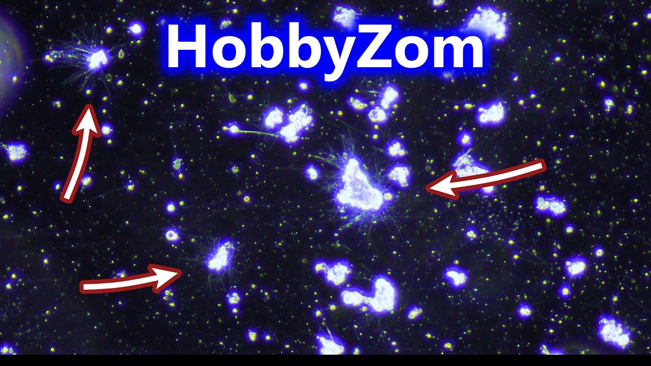 Mullaloo beach stinging SEA NETTLE JELLYFISH - Examining the ...