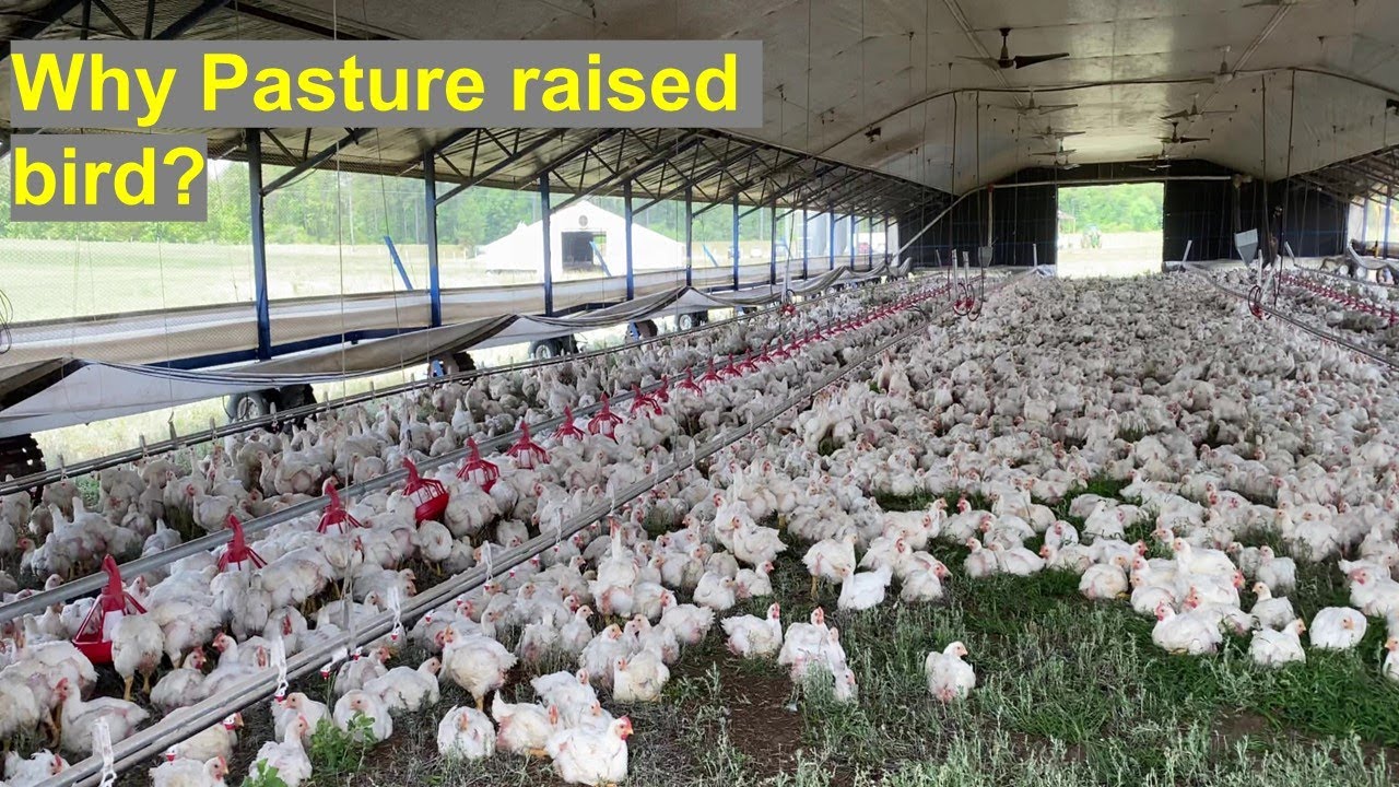 Wow! Pasture raised bird farming in USA - YouTube
