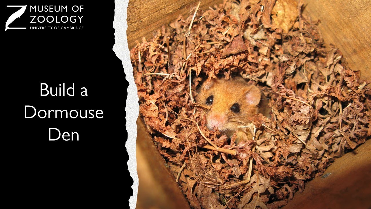 Twilight with the Museums: Build a Dormouse Den - YouTube