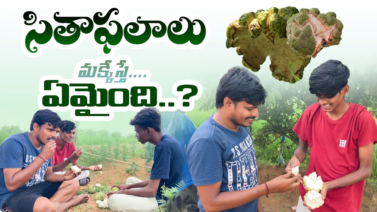 సీతాఫలాలు మక్కేస్తే...? || Sithapalam || Pathangi Vlogs. #vlog # ...