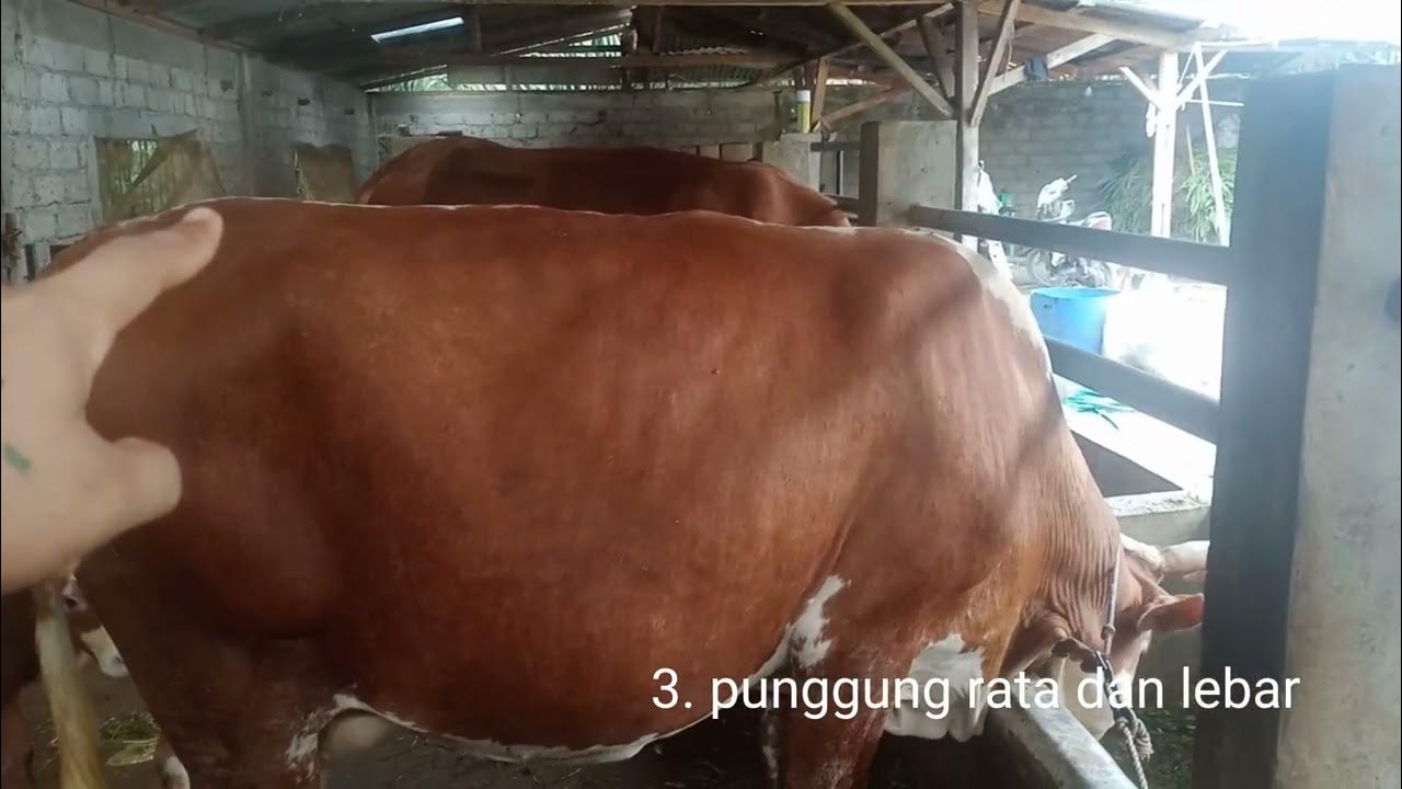 Tips memilih indukan sapi penghasil pedet super - YouTube