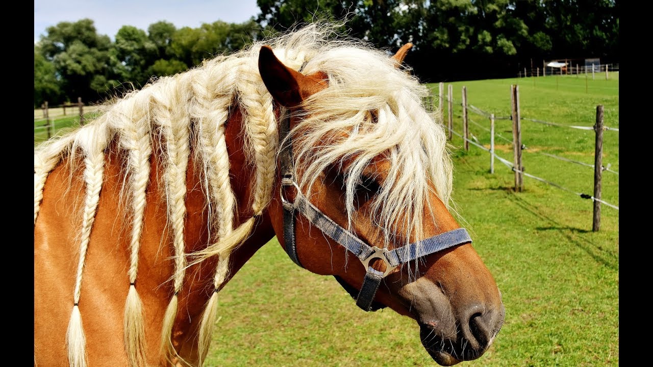 Pony wiehert - YouTube