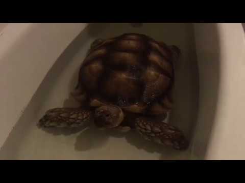 Constipated tortoise Part 3 - YouTube