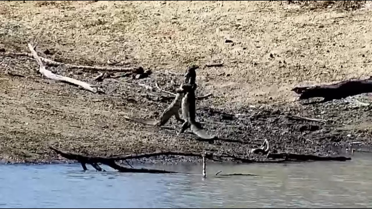 Nile monitors fight at Djuma Waterhole - Djuma Cam Live Stream - YouTube