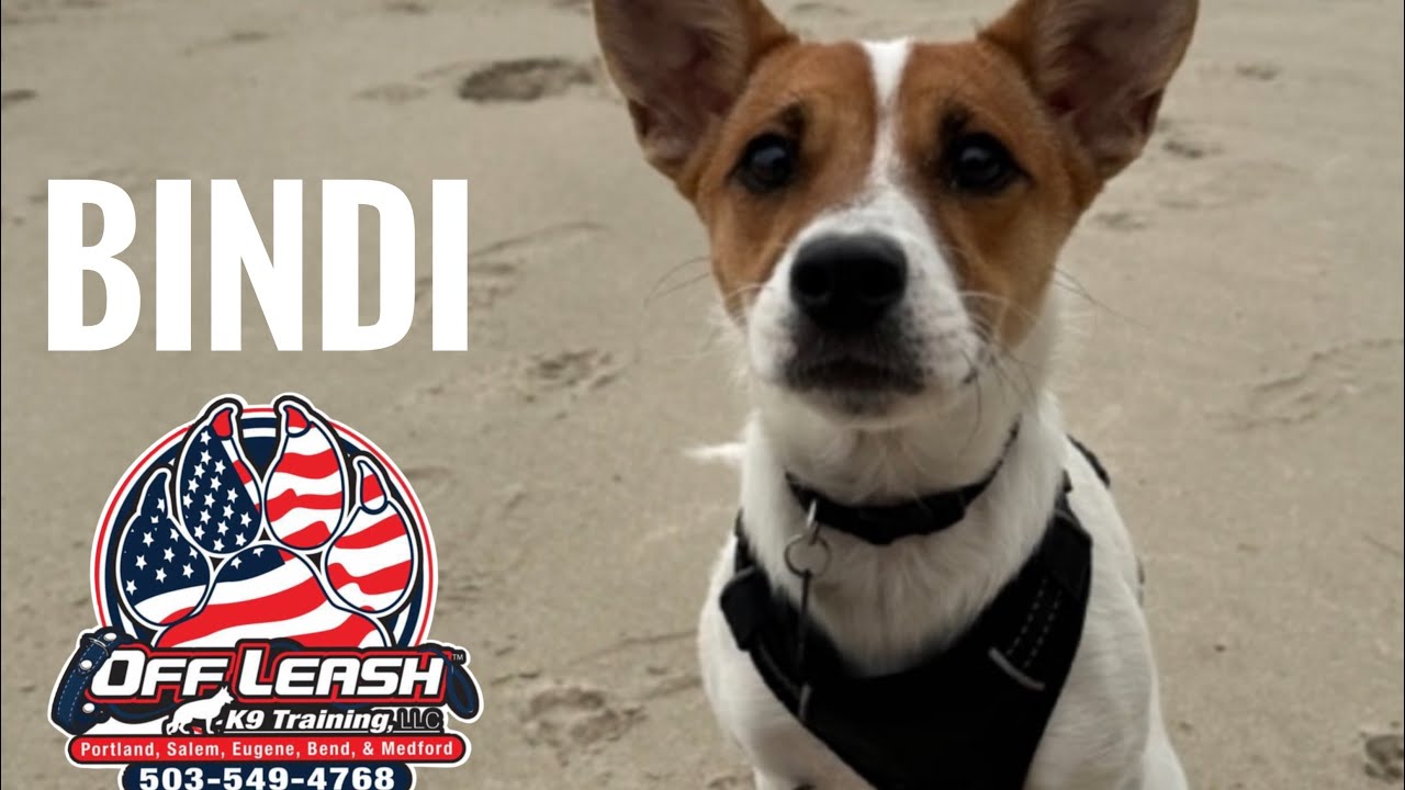 Bindi | 8 mo old | Terrier | Best trained dogs of OR | Portland Off ...