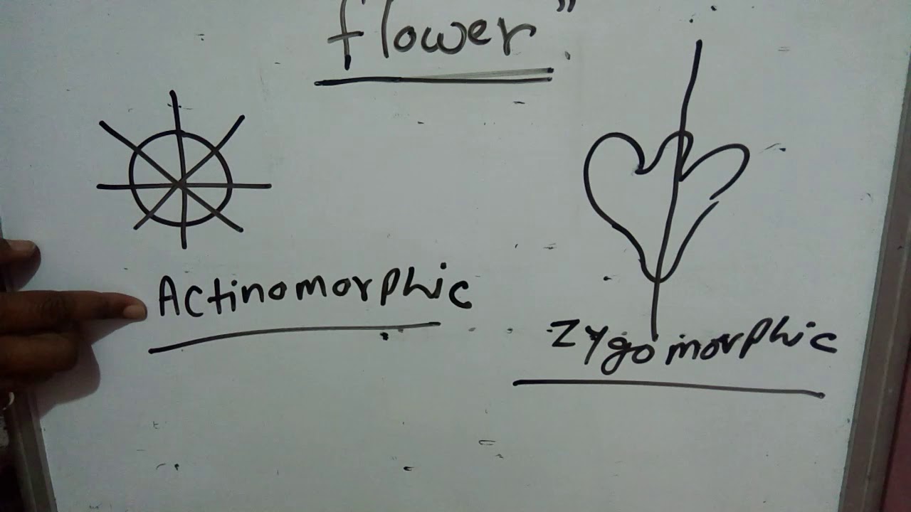 Flower ,hypogunous,epigynous, perigynous,gamopetalous,polypetalous ...
