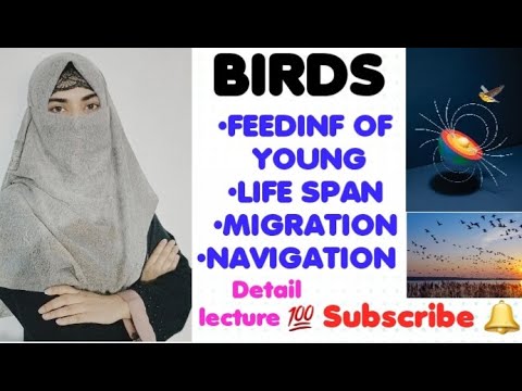 NAVIGATION AND MIGRATION IN BIRDS / FEEDING OF YOUNG ONE IN BIRD / LIFE ...